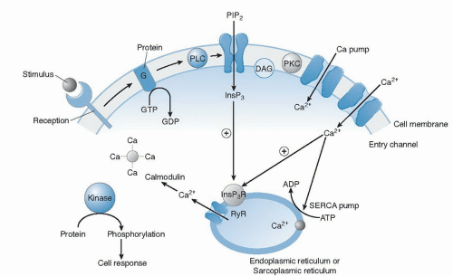 Calcium1 | Basicmedical Key