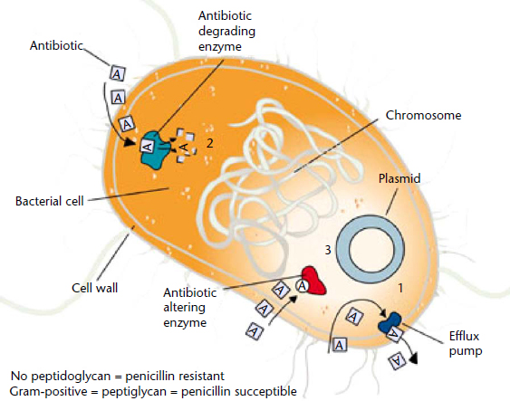 Against Streptococci, Pneumococci and Enterococci | Basicmedical Key