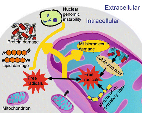 Free Radicals and Oxidative Stress: Basic Concepts and Misconceptions ...