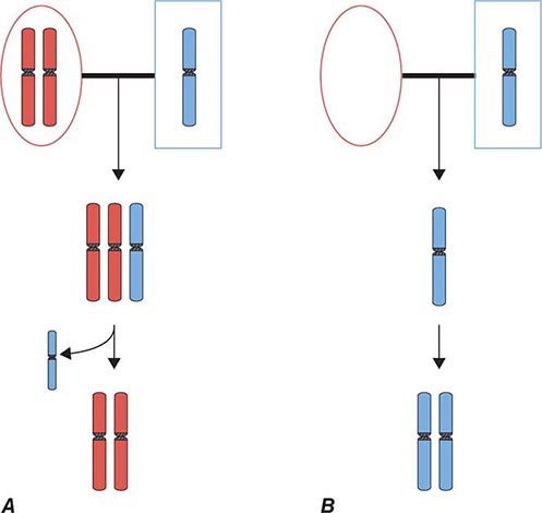 Principles of Human Genetics | Basicmedical Key