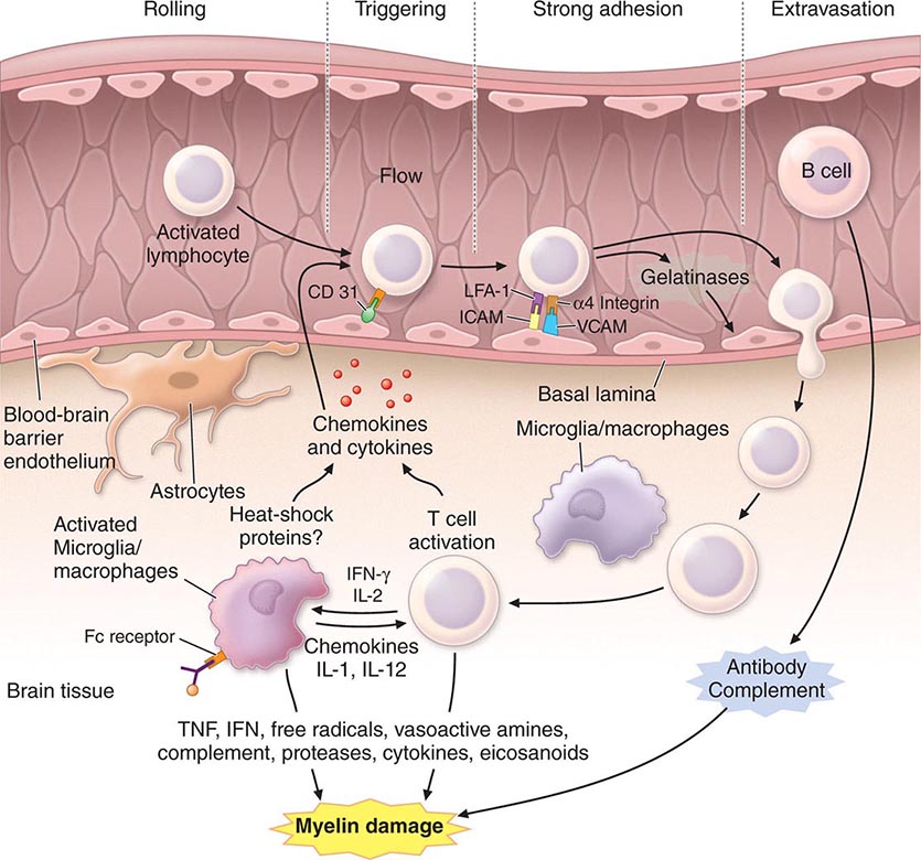 Approach to the Patient with Neurologic Disease | Basicmedical Key