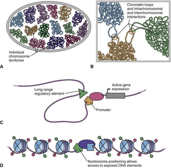 and Epigenomic Aspects of Gene Expression | Basicmedical Key