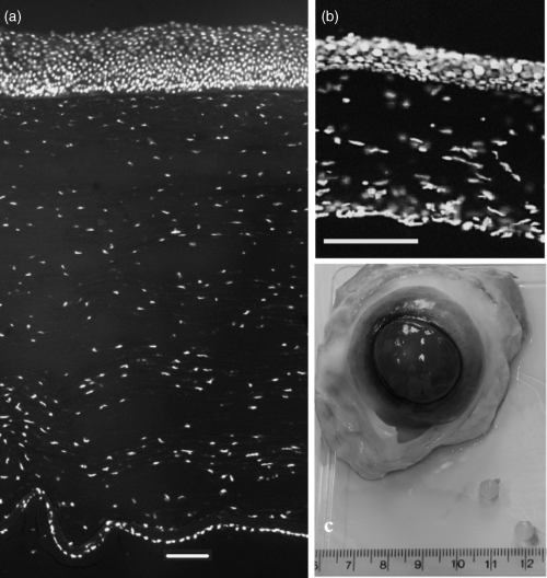 Anatomy of the Eye and the Role of Ocular Mucosa in Drug Delivery ...