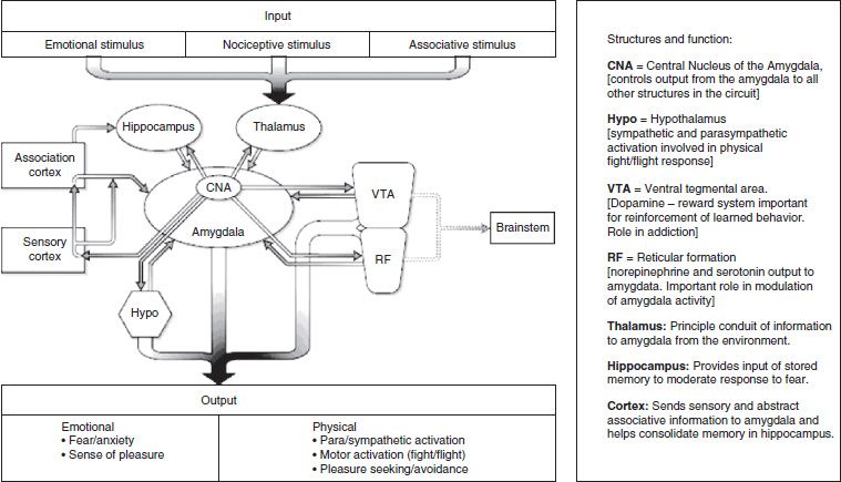 The Pathophysiology of Chronic Pain and Clinical Interfaces with ...