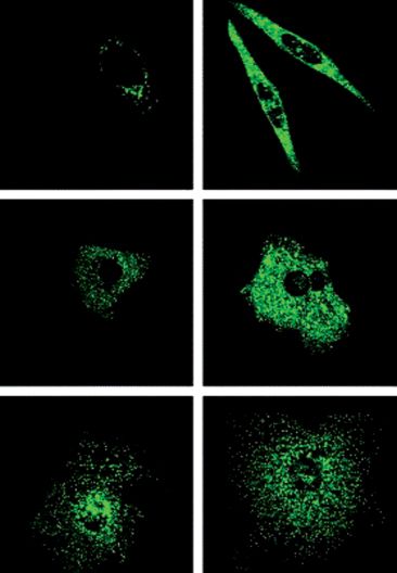 Methods Used in Virology | Basicmedical Key
