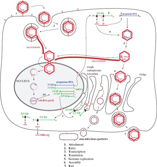 Hepadnaviruses (and Other Reverse-Transcribing DNA Viruses ...