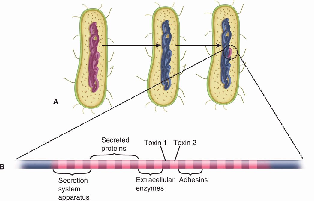 22 Pathogenesis of Bacterial Infections | Basicmedical Key