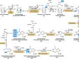 Metabolism Of Purine Pyrimidine Nucleotides Basicmedical Key