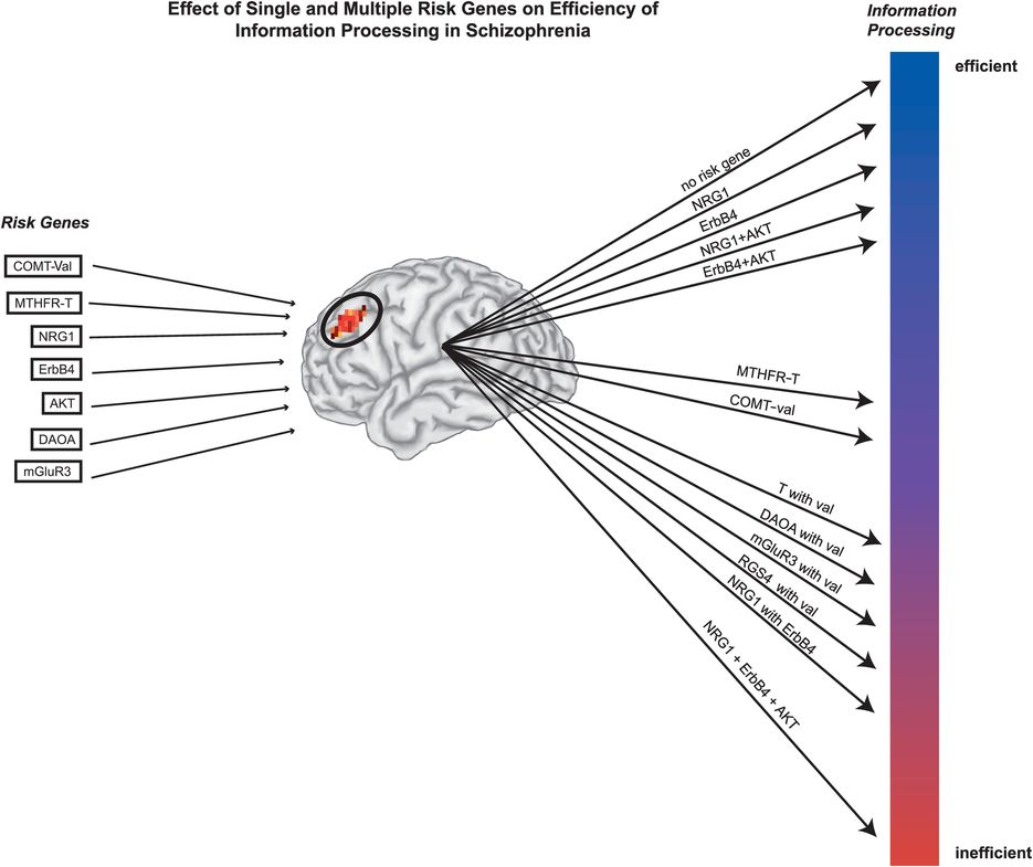 Psychosis and schizophrenia | Basicmedical Key