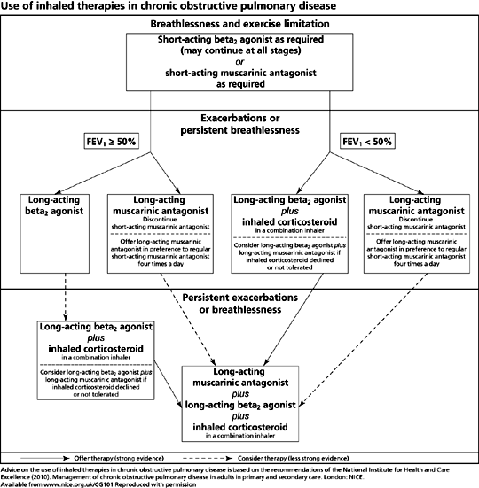 Respiratory system | Basicmedical Key