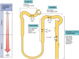 Diuretics Basicmedical Key