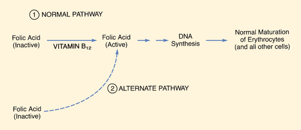 Drugs for Deficiency Anemias | Basicmedical Key