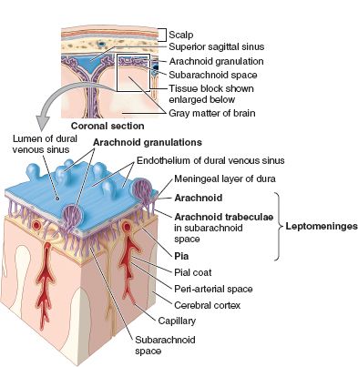 Head | Basicmedical Key