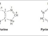 Nucleic Acid Structure Function Basicmedical Key