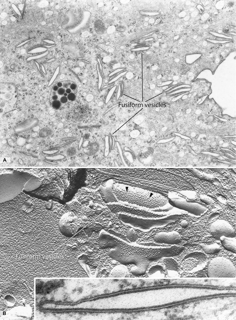 Urothelium | Basicmedical Key