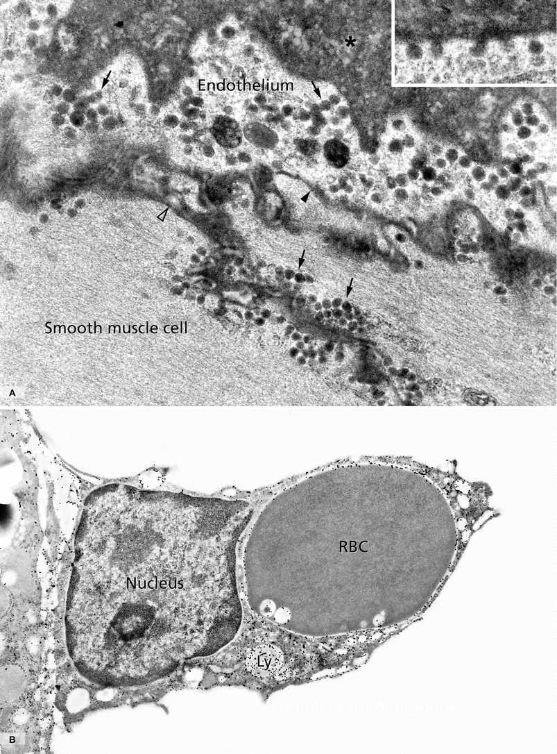Cytoplasm: The Endocytic System | Basicmedical Key