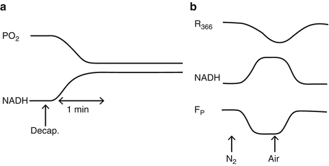Spectroscopic Monitoring of NADH: Historical Overview | Basicmedical Key