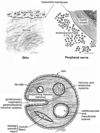 Nonregenerative Tissues | Basicmedical Key
