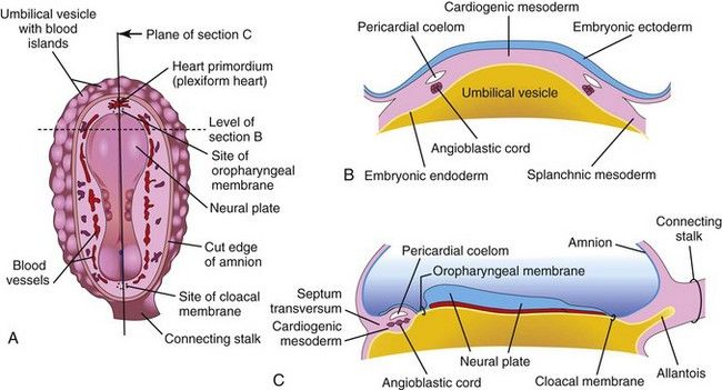 Cardiovascular System | Basicmedical Key