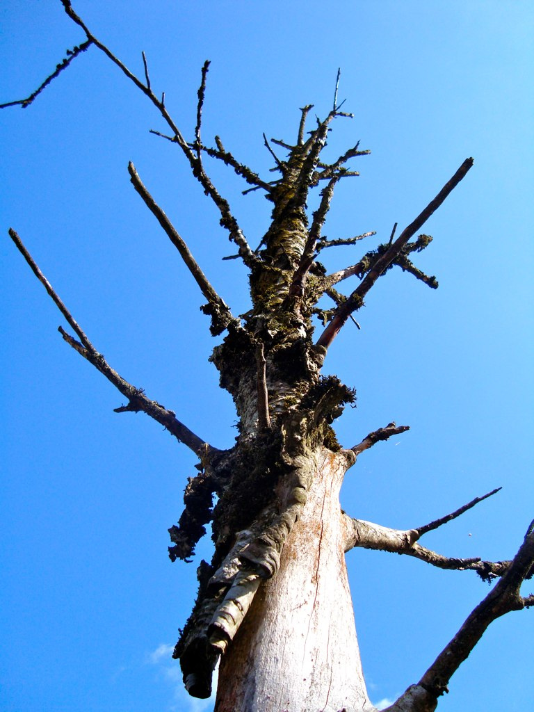 Langley Tree | basil.CA