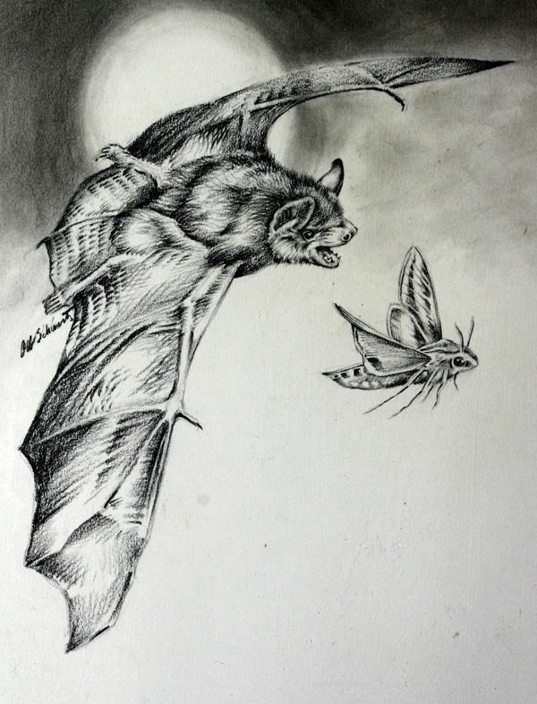 Scientific Bat Illustration