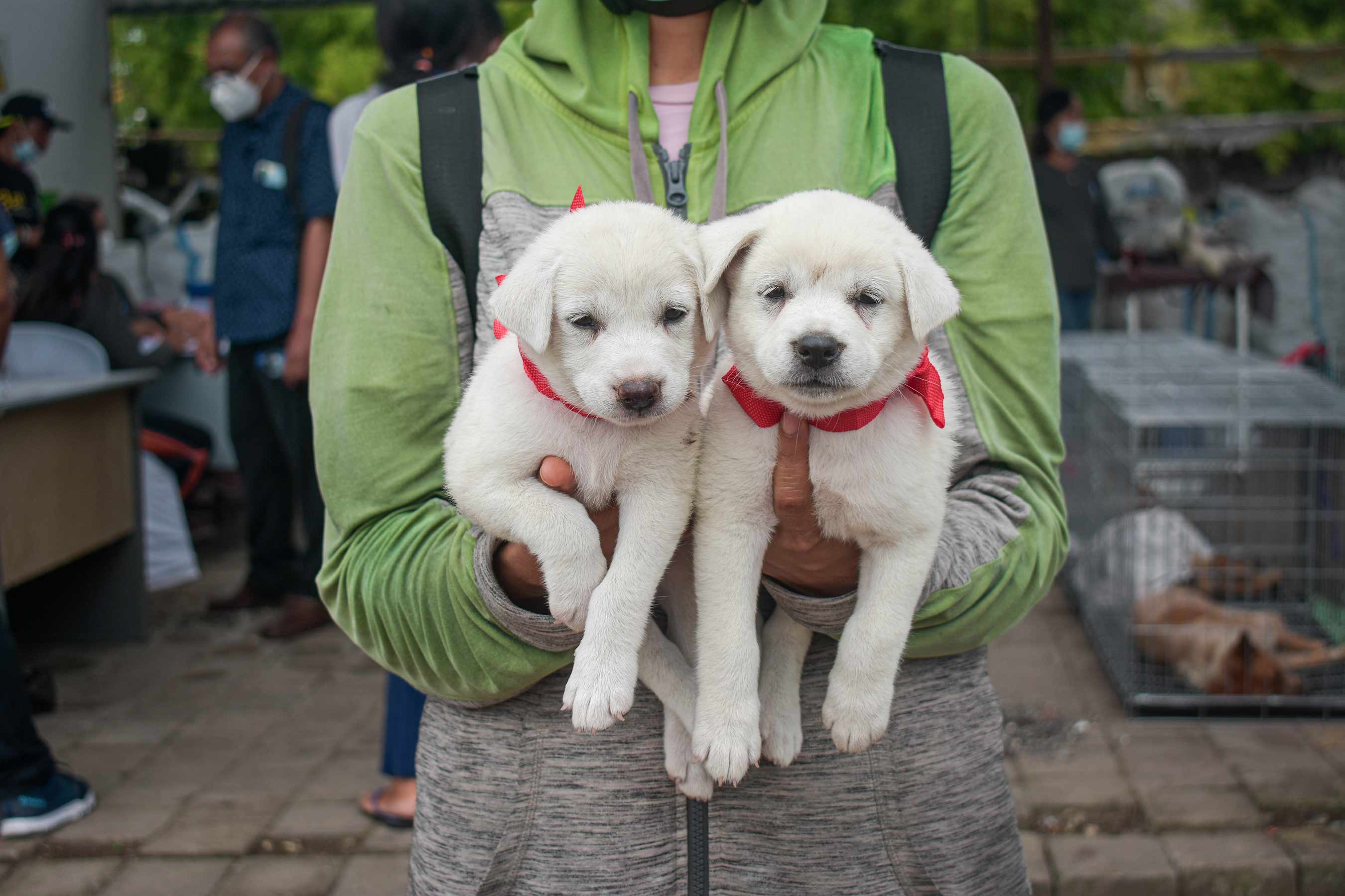 Dog Sterilisation - Bali Animal Welfare Association (BAWA)