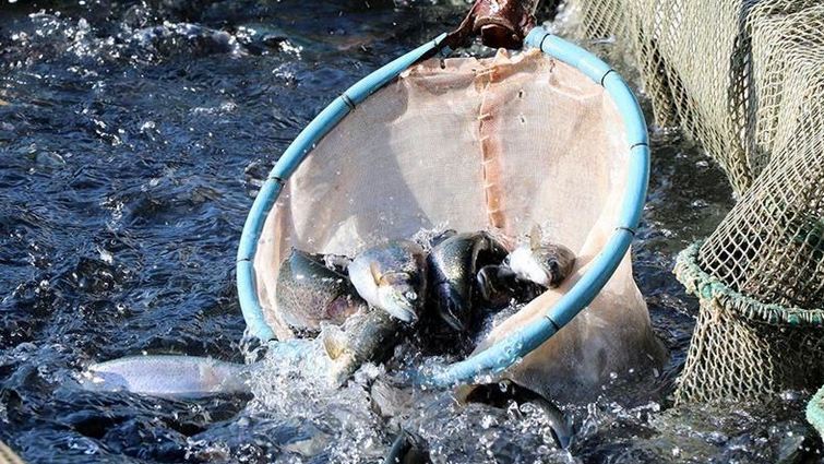 Turkey: Fishery production up 33.1% in 2019 - Bazaar Times