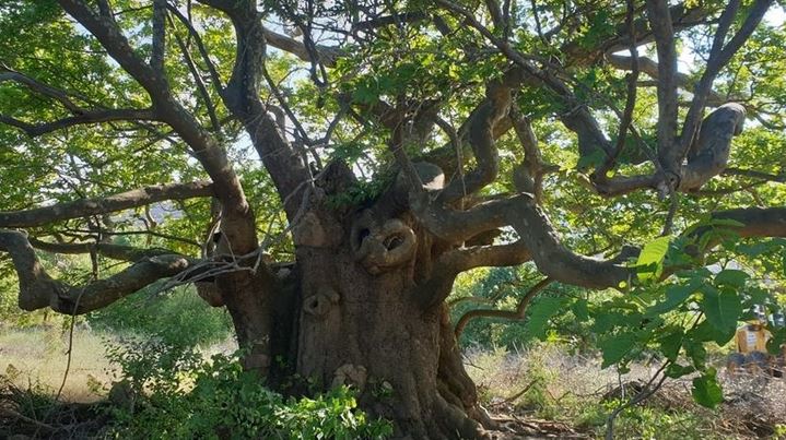 Turkey: Ministry to look after 1,625 monumental trees - Bazaar Times