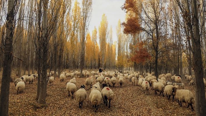 Turkey: Mutant gene of multi-births seen in local sheep - Bazaar Times