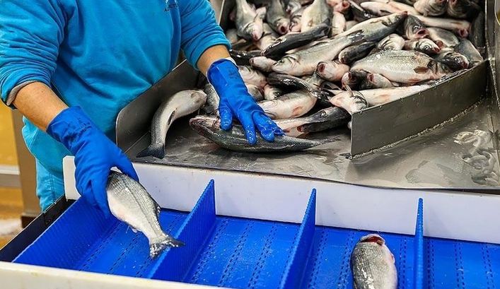 Turkey's aquaculture exports exceed $1B in 2020 - Bazaar Times