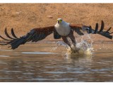 Fish Eagle Catching Fish