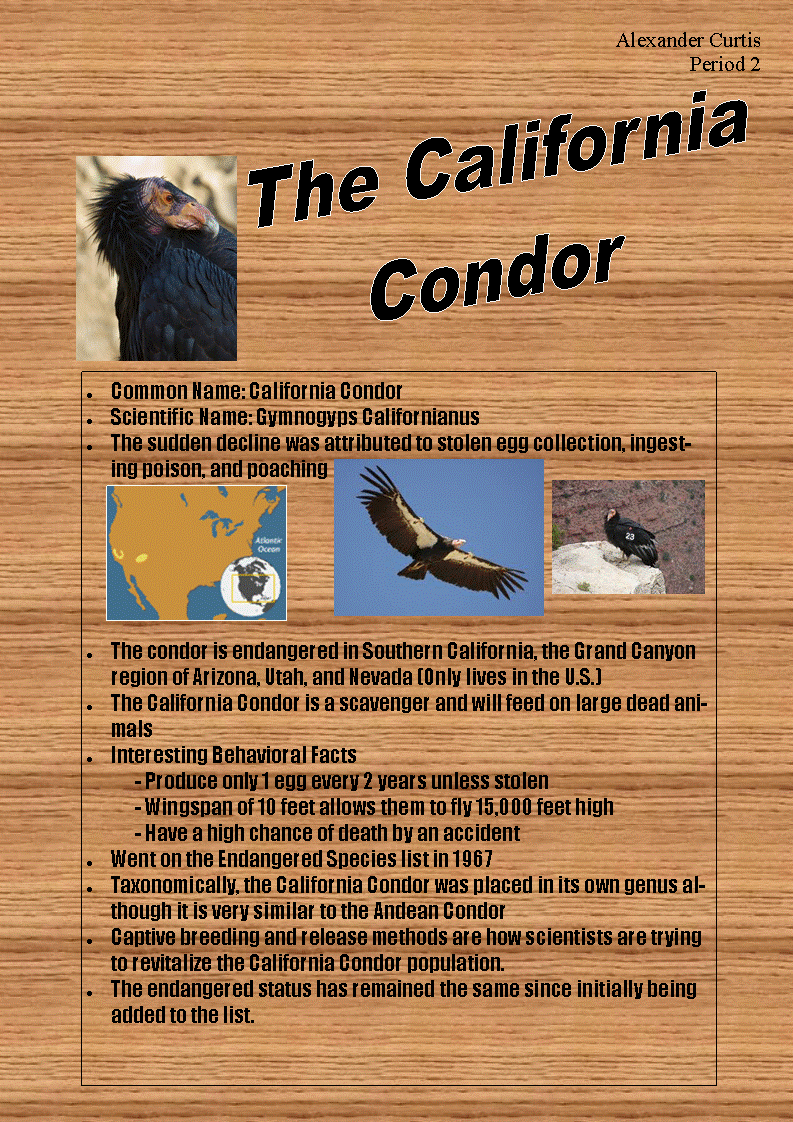 The California Condor | bcpanimals
