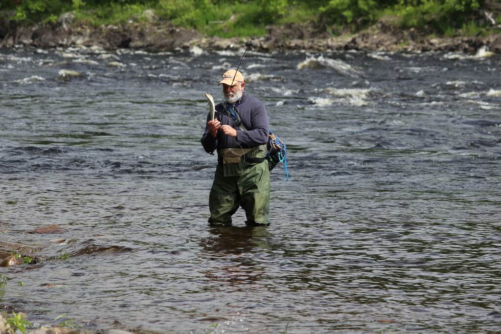 Wildlife biologists studying migration of the American shad