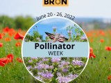 Bron Observes National Pollinator Week