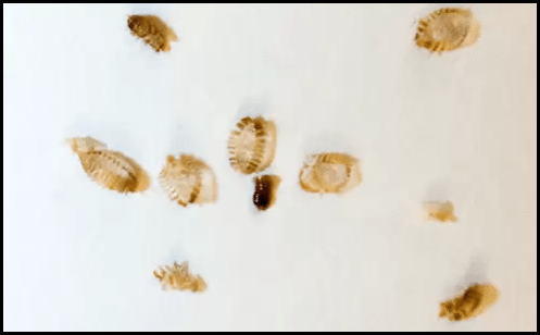 Bed Bug Shells Pictures - Bed Bugs Pics