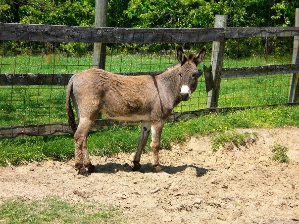 Cow Working Donkeys – Beef Runner