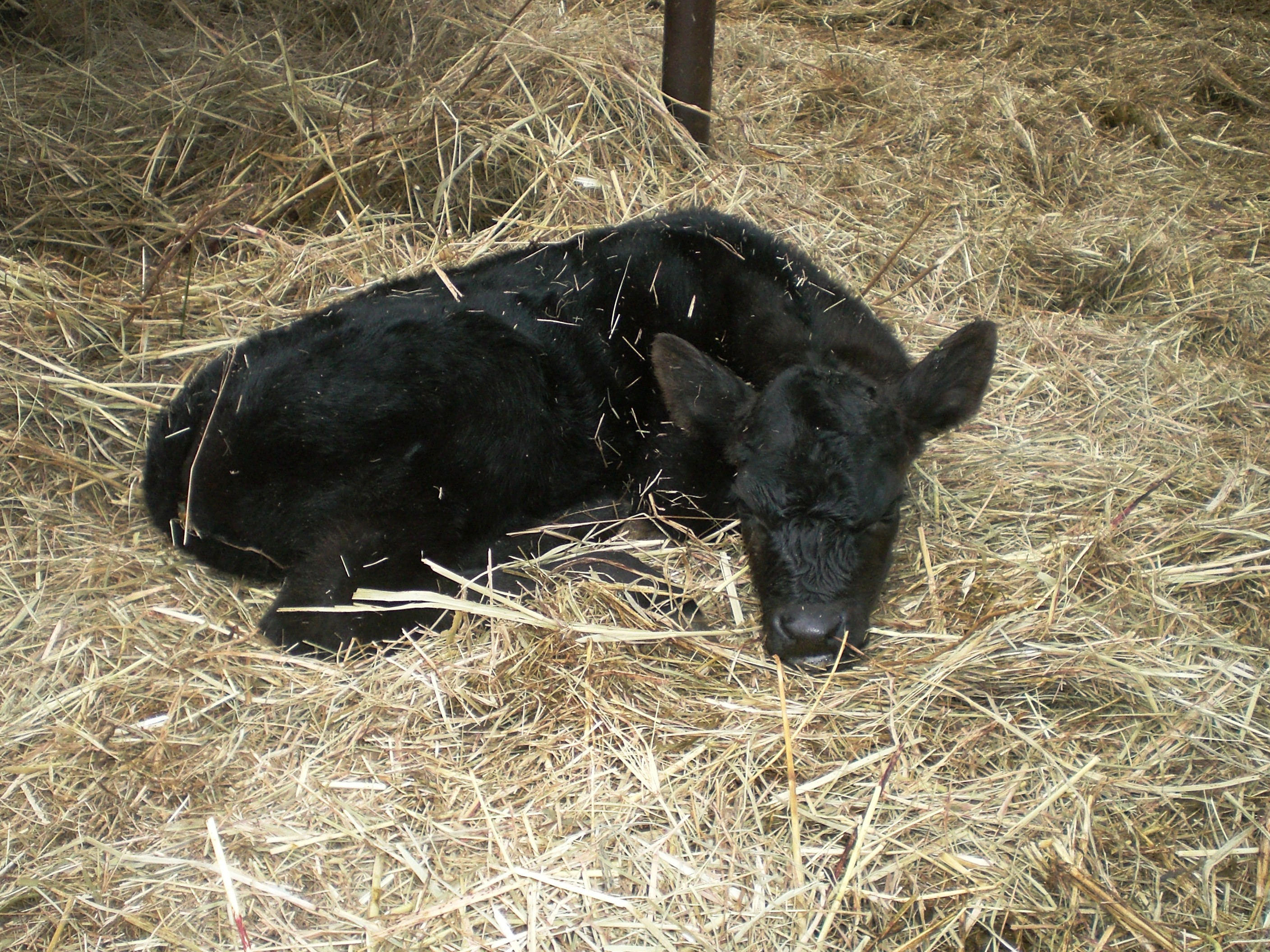 Winter on the Ranch – Beef Runner