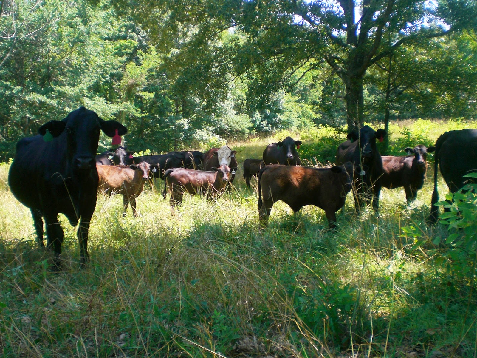 Wordless Wednesday: The Gatherin Place – Beef Runner