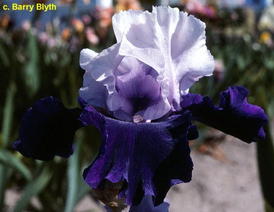 Color Coded Bee Haven Iris Gardens