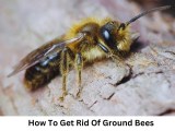 How To Get Rid Of Ground Bees With Vinegar Safe Method Beekeepingstudy