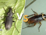 Ground Beetle Vs Cockroach 7 Key Differences