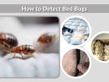 How To Detect Bed Bugs Early Signs Inspection Methods