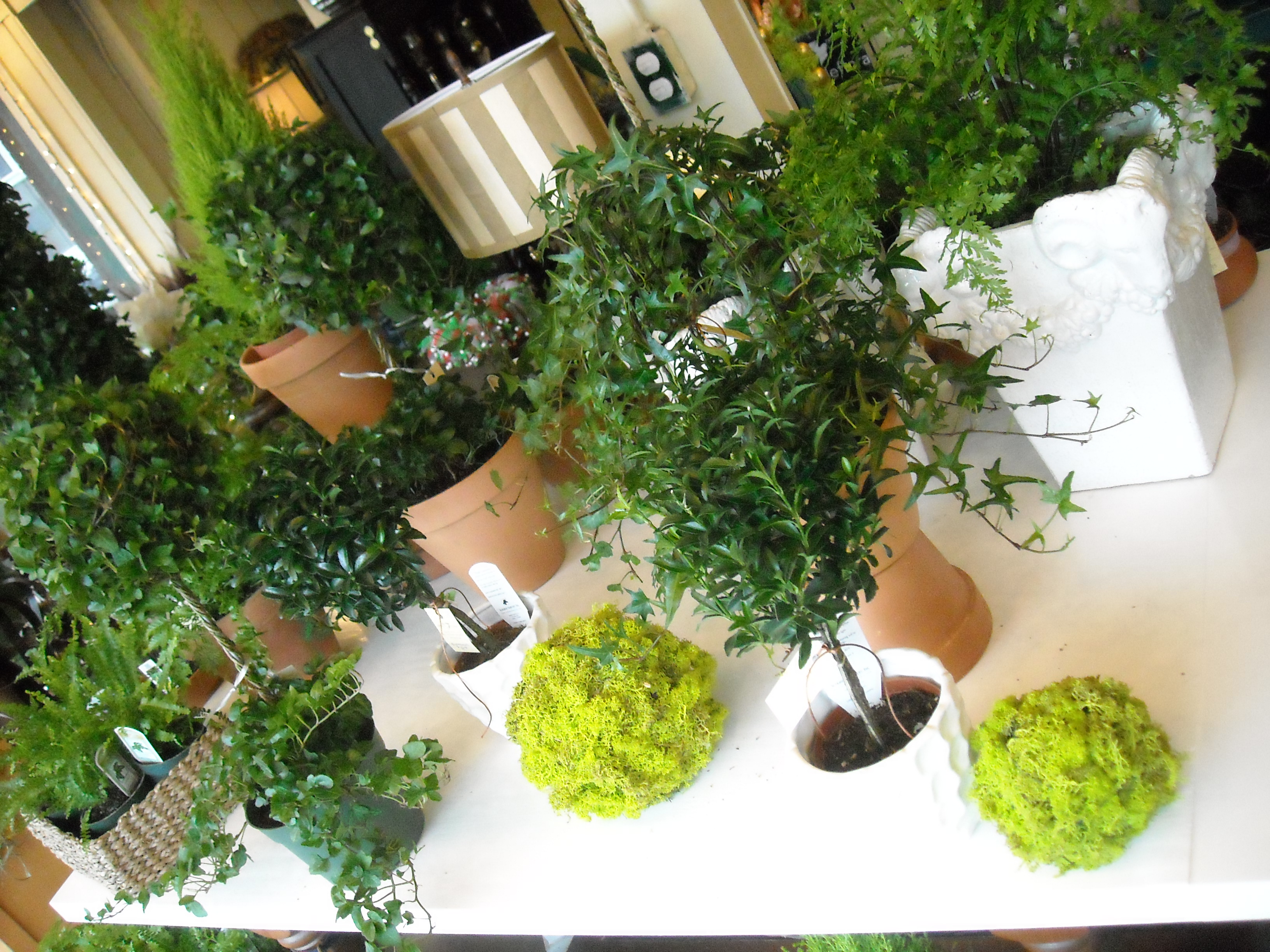 1 | Belle Flora | Page 2