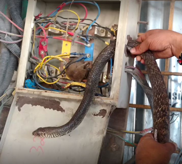 BW EXCLUSIVE | SNAKE RESCUE GOALMALL | ಉರಗ ರಕ್ಷಣೆ ಹೆಸರಿನಲ್ಲಿ ...