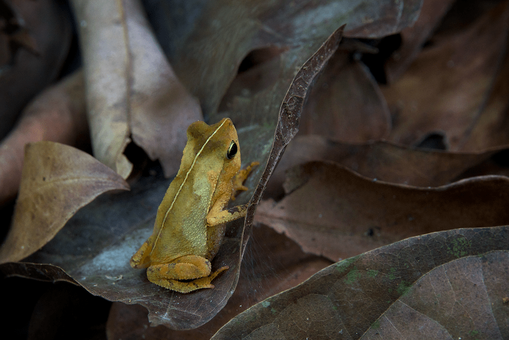 Creatures of the island – Macrosystems Ecology Laboratory