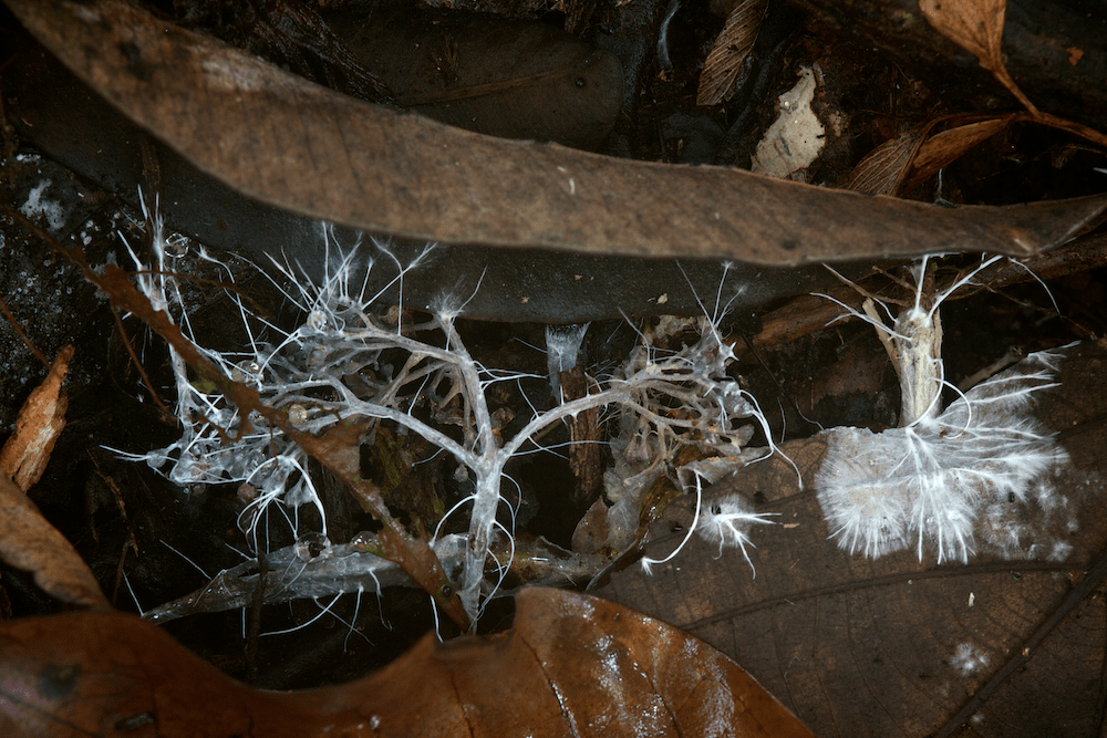 What’s white and filamentous? – Macrosystems Ecology Laboratory