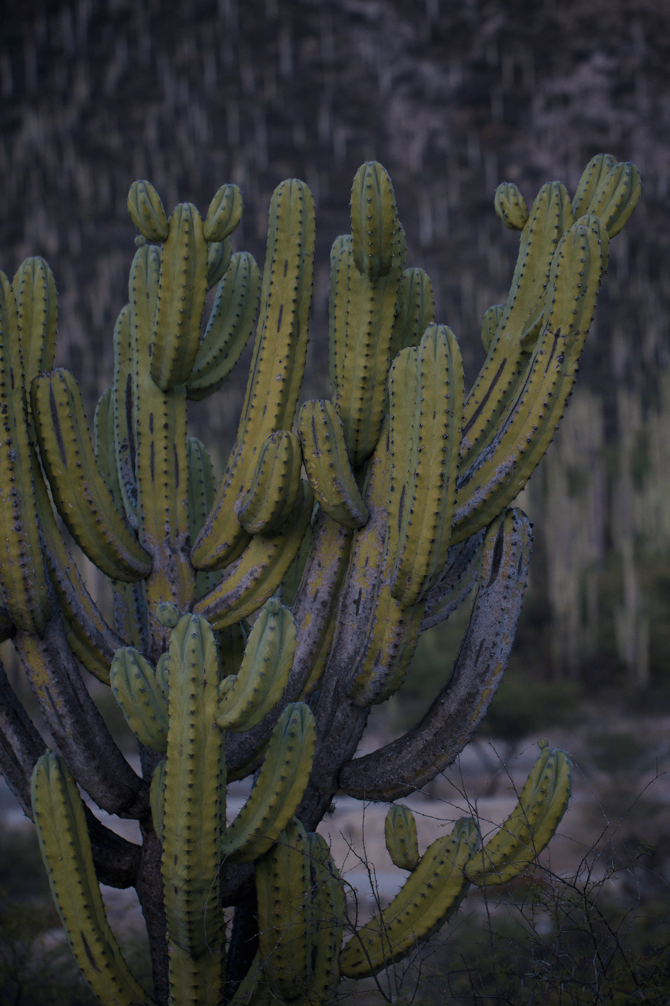 Guess the cactus – Macrosystems Ecology Laboratory