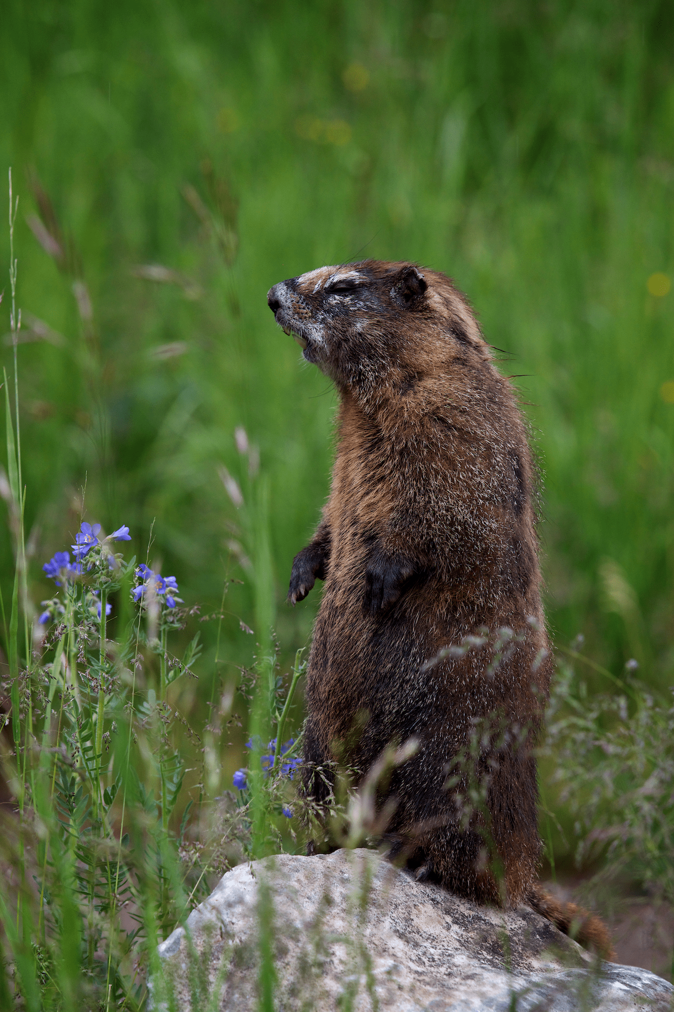 Marmots, copper, and hot sauce – Macrosystems Ecology Laboratory