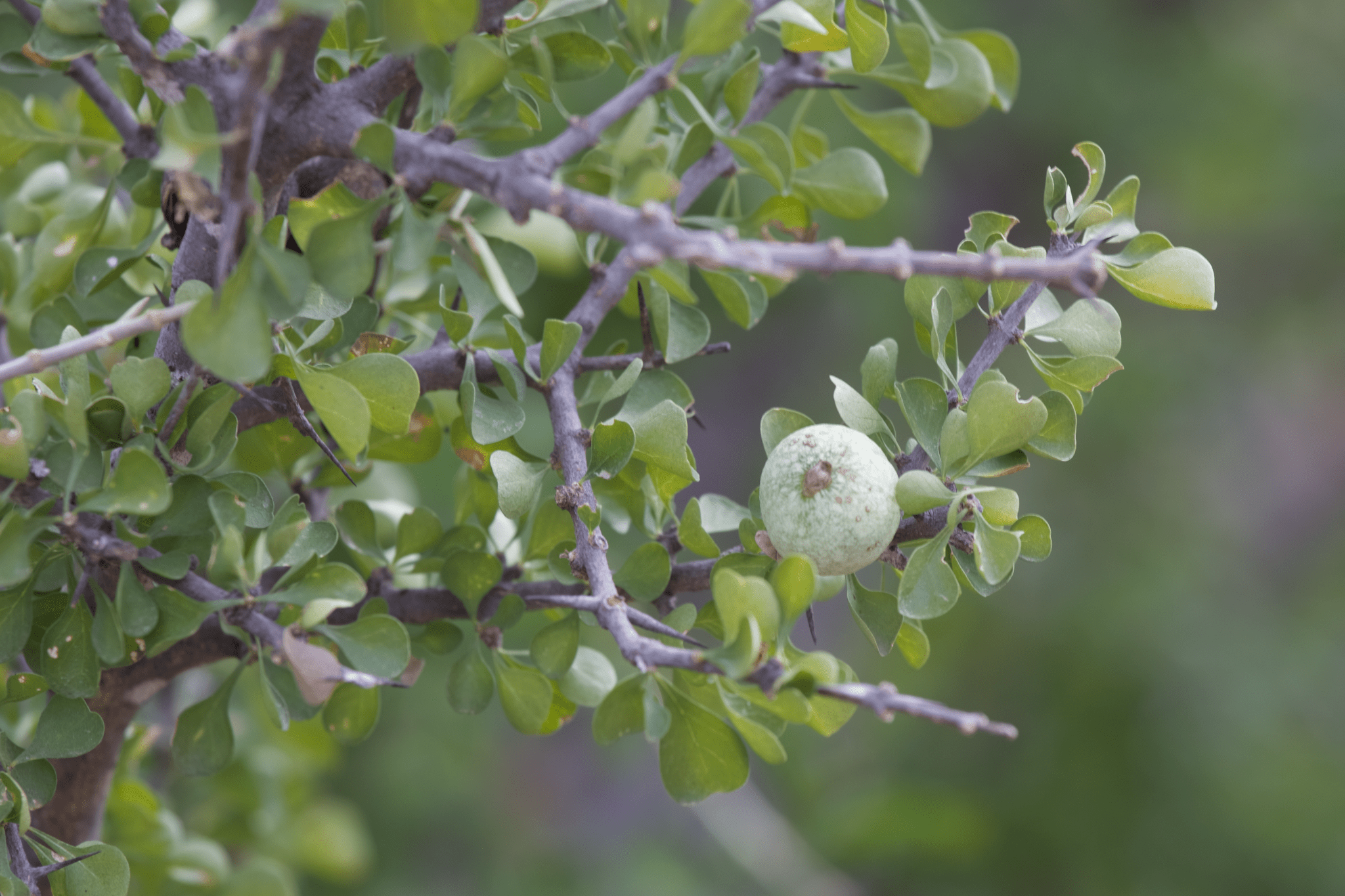 The pleasures of slow botanizing – Macrosystems Ecology Laboratory