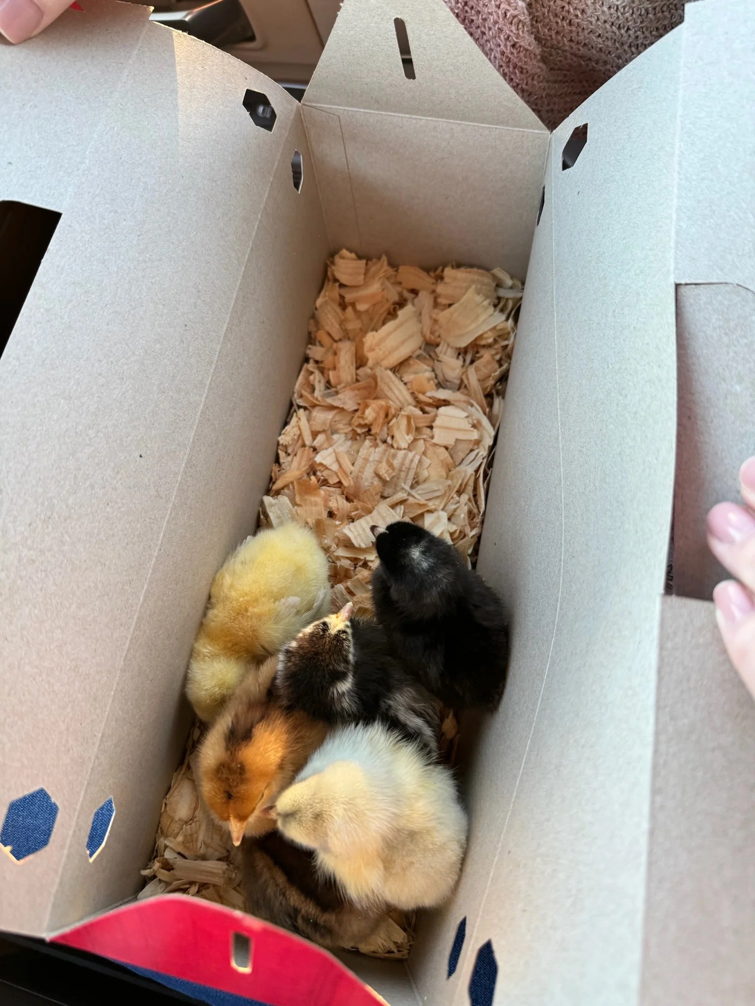 Backyard Chicken Keeping 101 Getting Started With Brooder Chicks